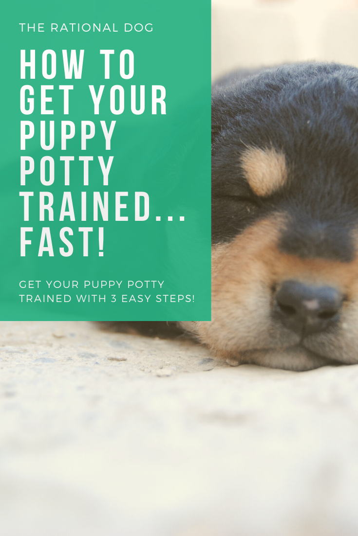 3 Tips to Potty Train Your Puppy - The Rational Dog