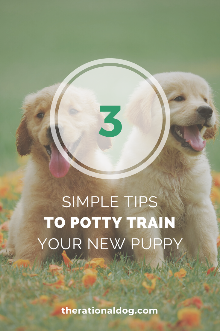 3 Tips to Potty Train Your Puppy - The Rational Dog